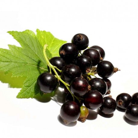 Blackcurrant Flavour - Honeyberry International