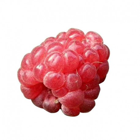 Raspberry Flavour - Honeyberry International
